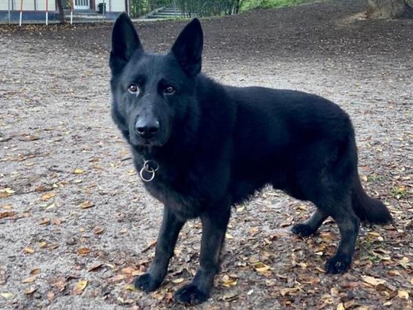 Jack: un perro policía que se jubila y busca familia | Alerta Zeta Jack: un perro policía que se jubila y busca familia | Alerta Zeta