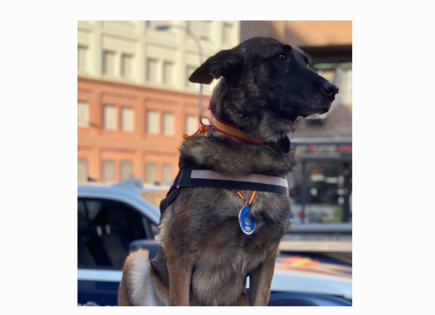 El último desfile de Cleo | Alerta Zeta